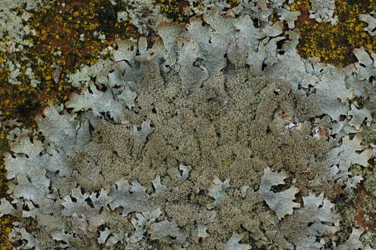 Leafy lichens