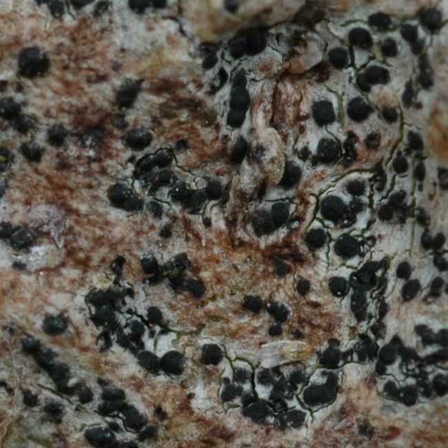 Crustose perithecia