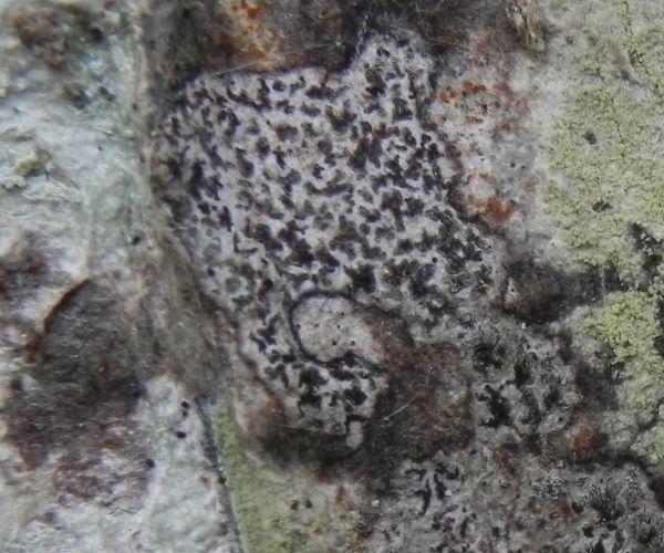 Crustose lirellae