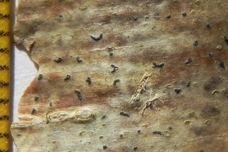 Crustose lirellae