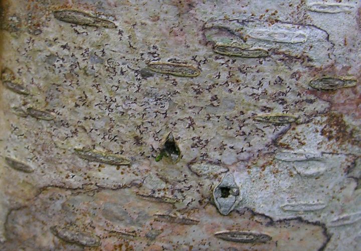 Crustose lirellae