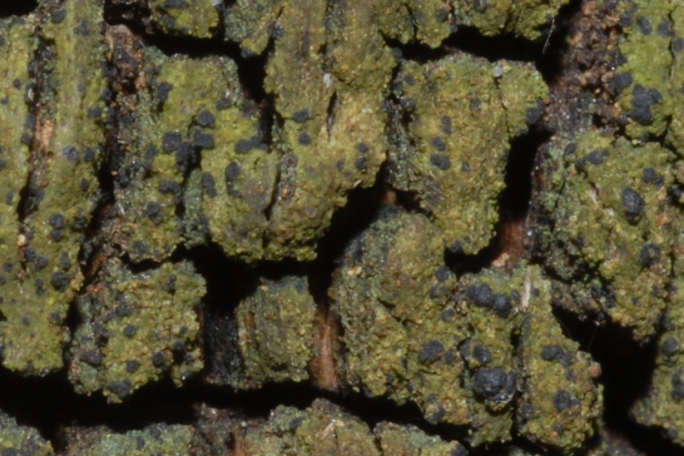 Crustose no thalline margin