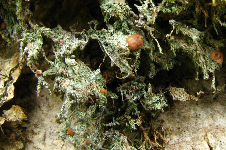 Crustose no thalline margin