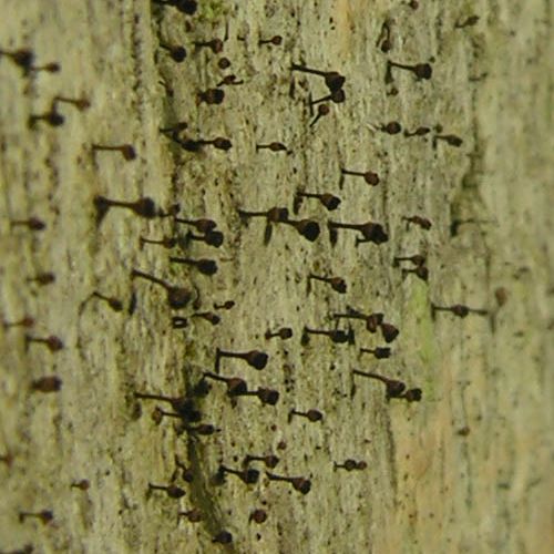 Crustose stalked ascomata