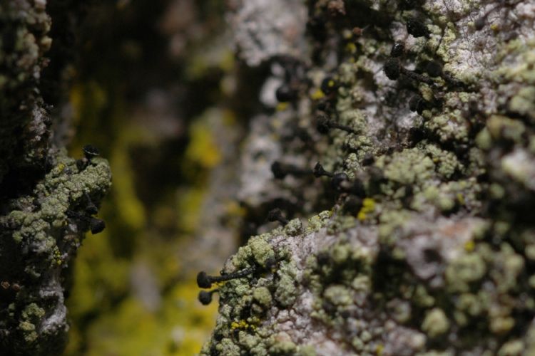 Crustose stalked ascomata