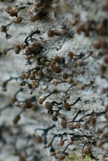 Crustose stalked ascomata