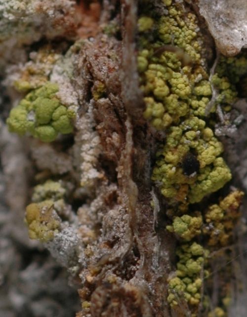 Crustose stalked ascomata