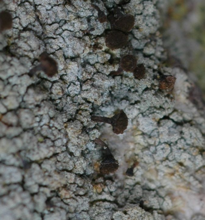 Crustose stalked ascomata