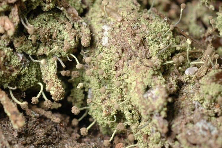 Crustose stalked ascomata