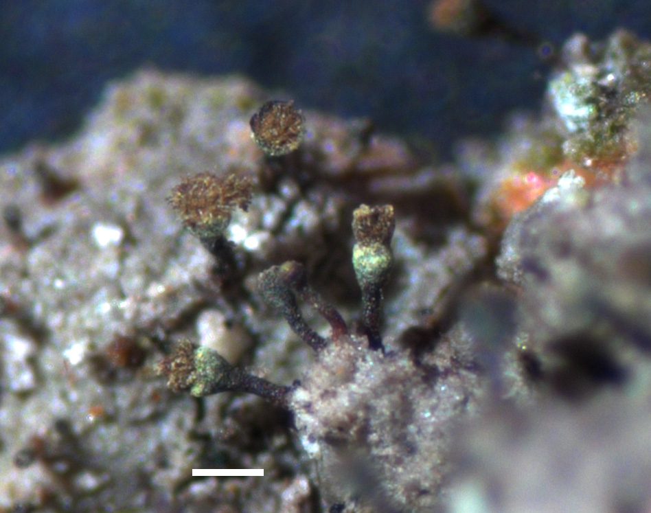 Crustose stalked ascomata