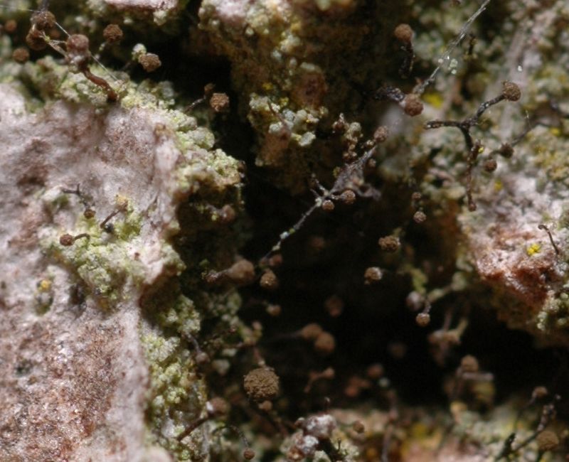 Crustose stalked ascomata