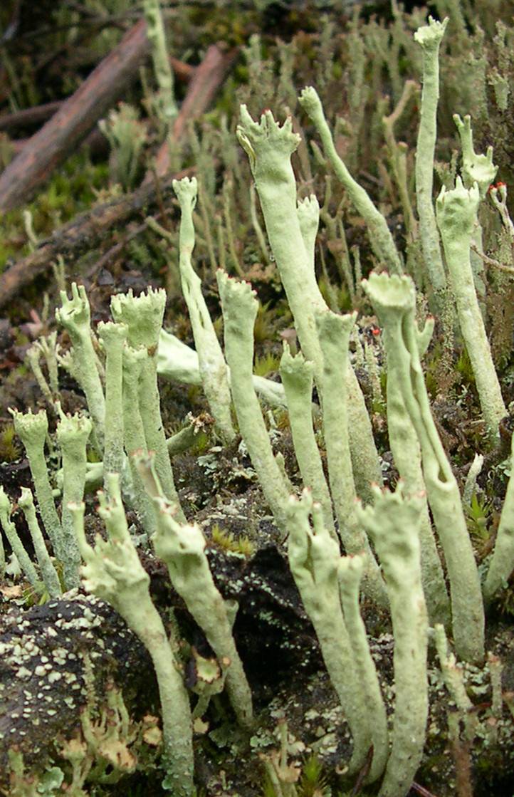 Fruticose Lichen