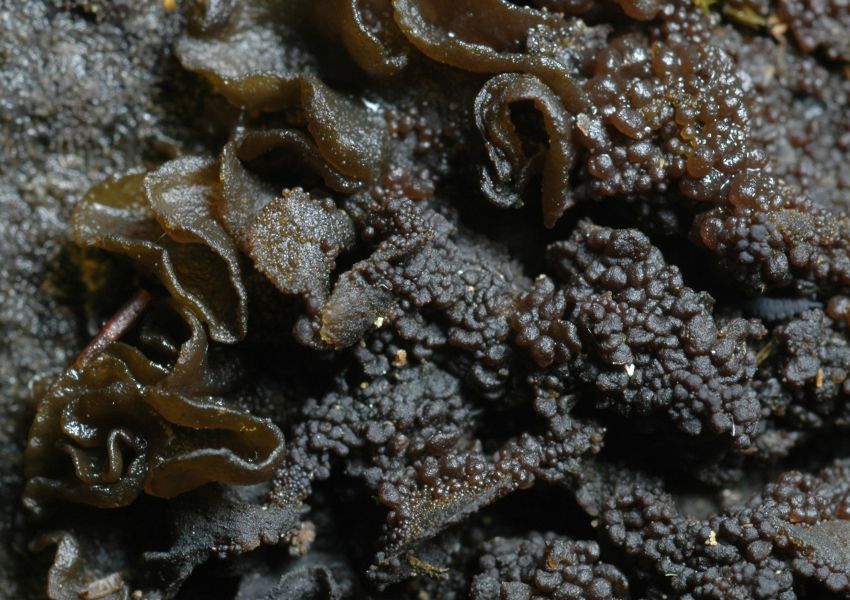 Jelly lichens