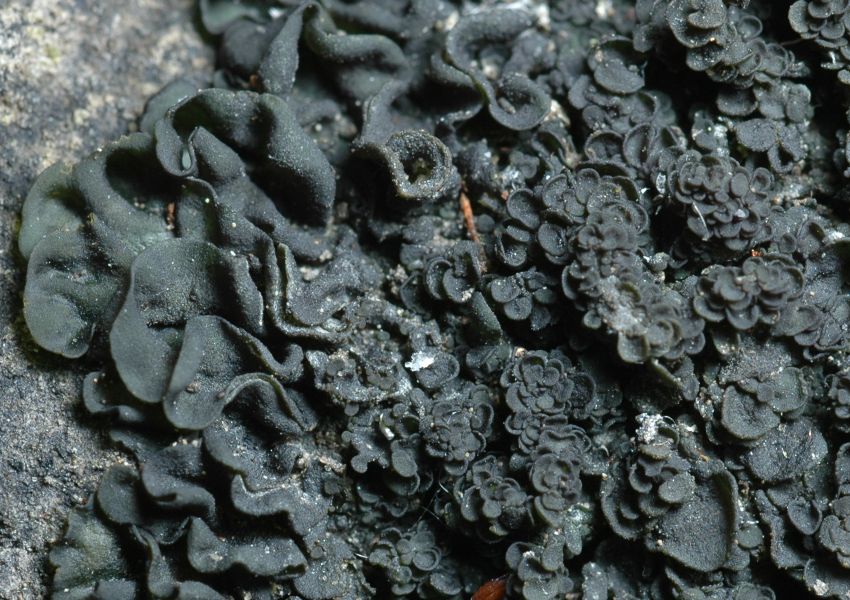 Jelly lichens