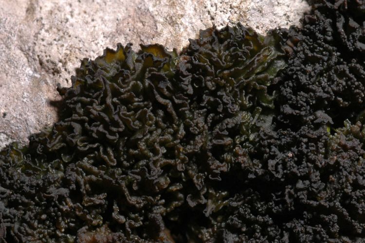 Jelly lichens