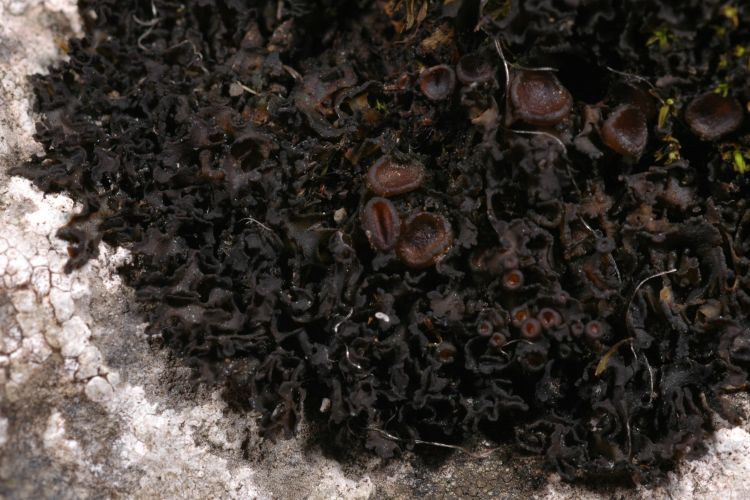 Jelly lichens