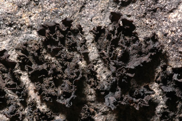 Jelly lichens