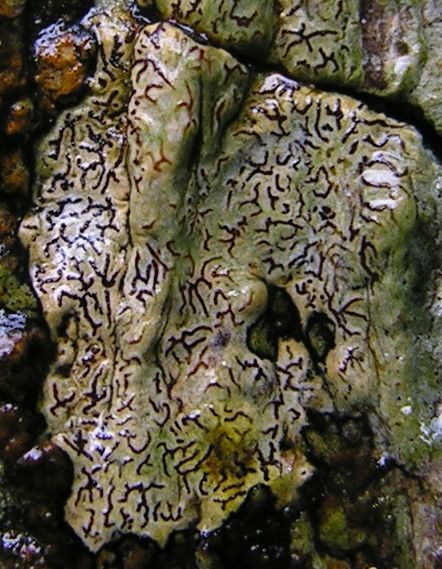 Crustose lirellae