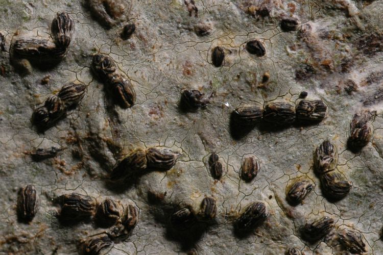 Crustose lirellae