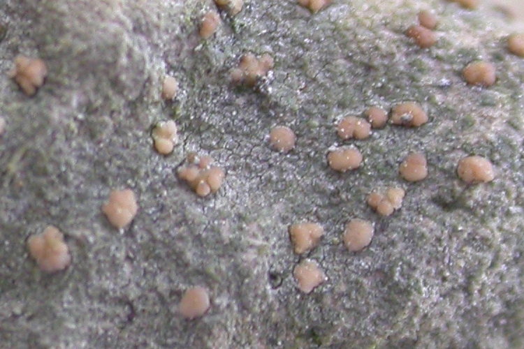 Crustose no thalline margin