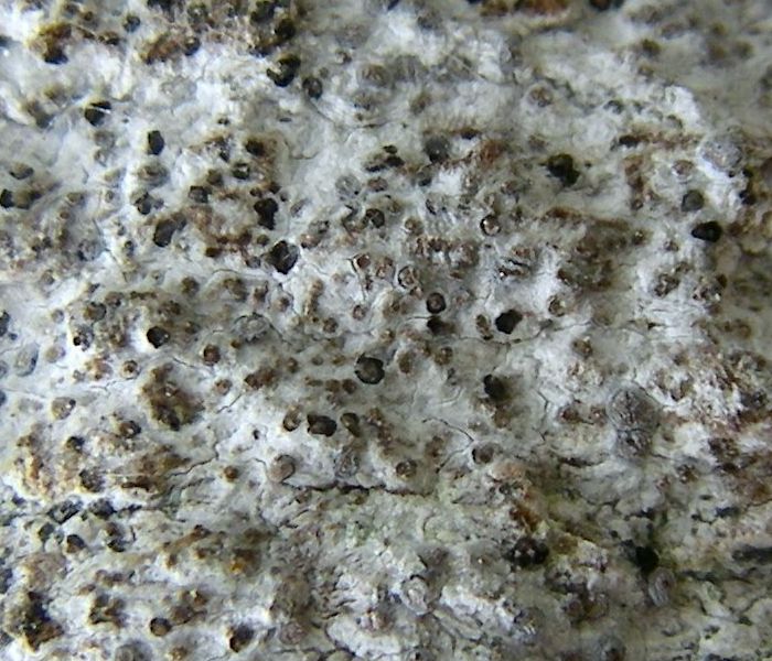 Crustose lirellae