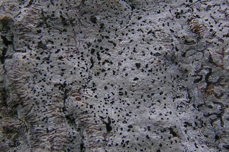 Crustose lirellae