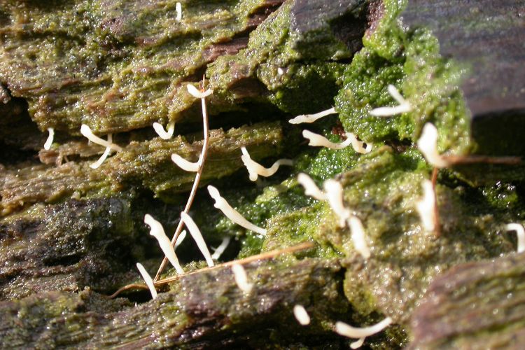 Crustose stalked ascomata