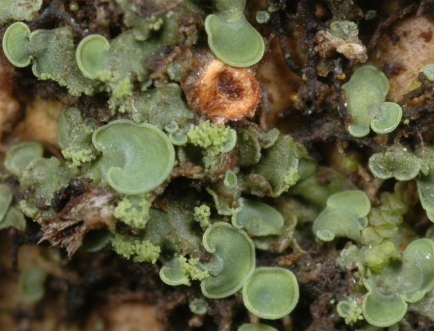 Leafy lichens