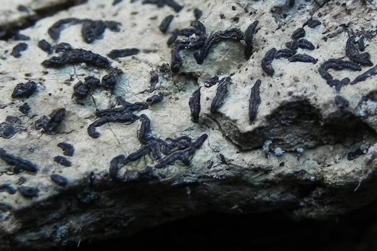 Crustose lirellae