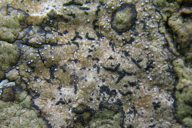 Crustose lirellae
