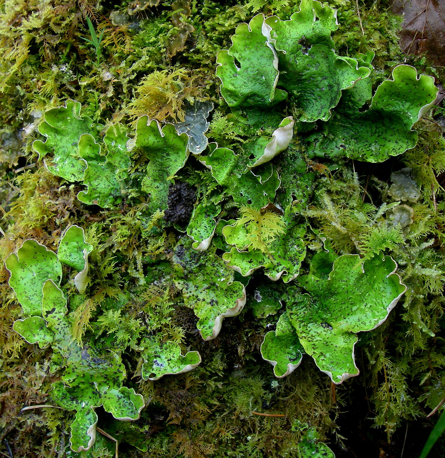 Peltigera britannica