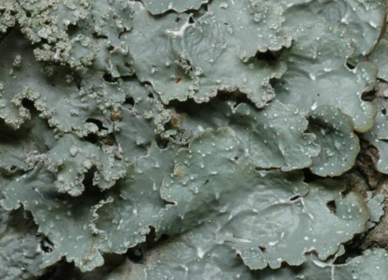 Leafy lichens