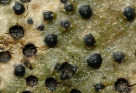Crustose perithecia