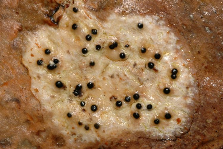 Crustose perithecia