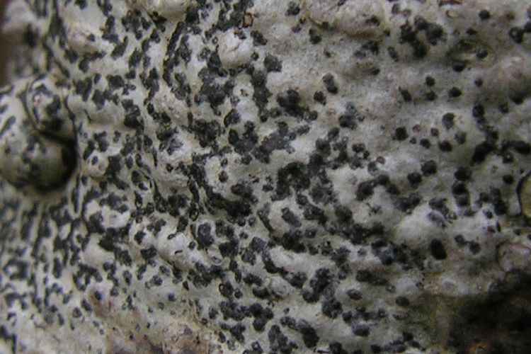 Crustose perithecia