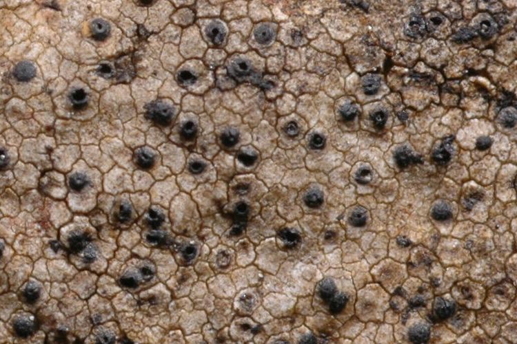 Crustose perithecia