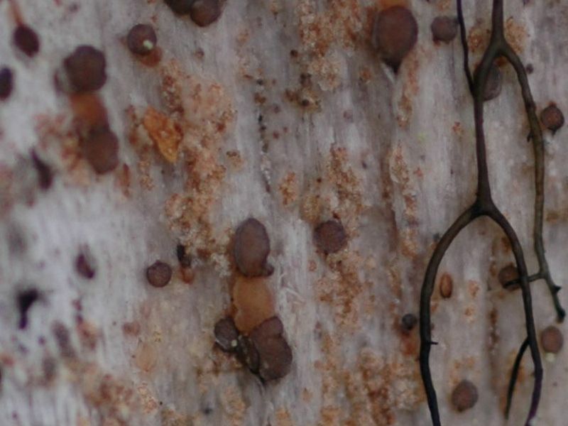 Crustose lirellae