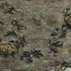 Crustose lirellae