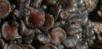 Jelly lichens